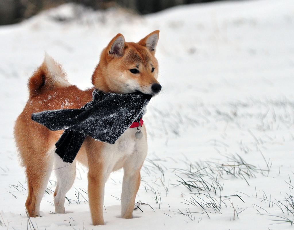 Dog Shiba Inu: traits and pictures