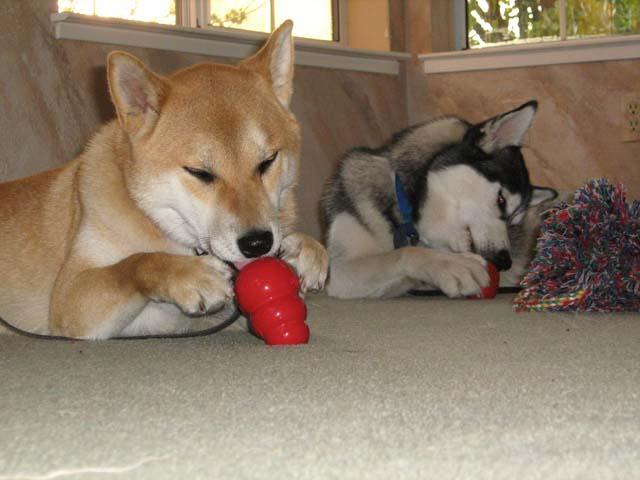 Dog Shiba Inu: traits and pictures