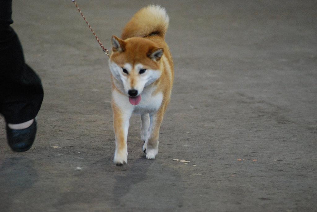 Dog Shiba Inu: traits and pictures