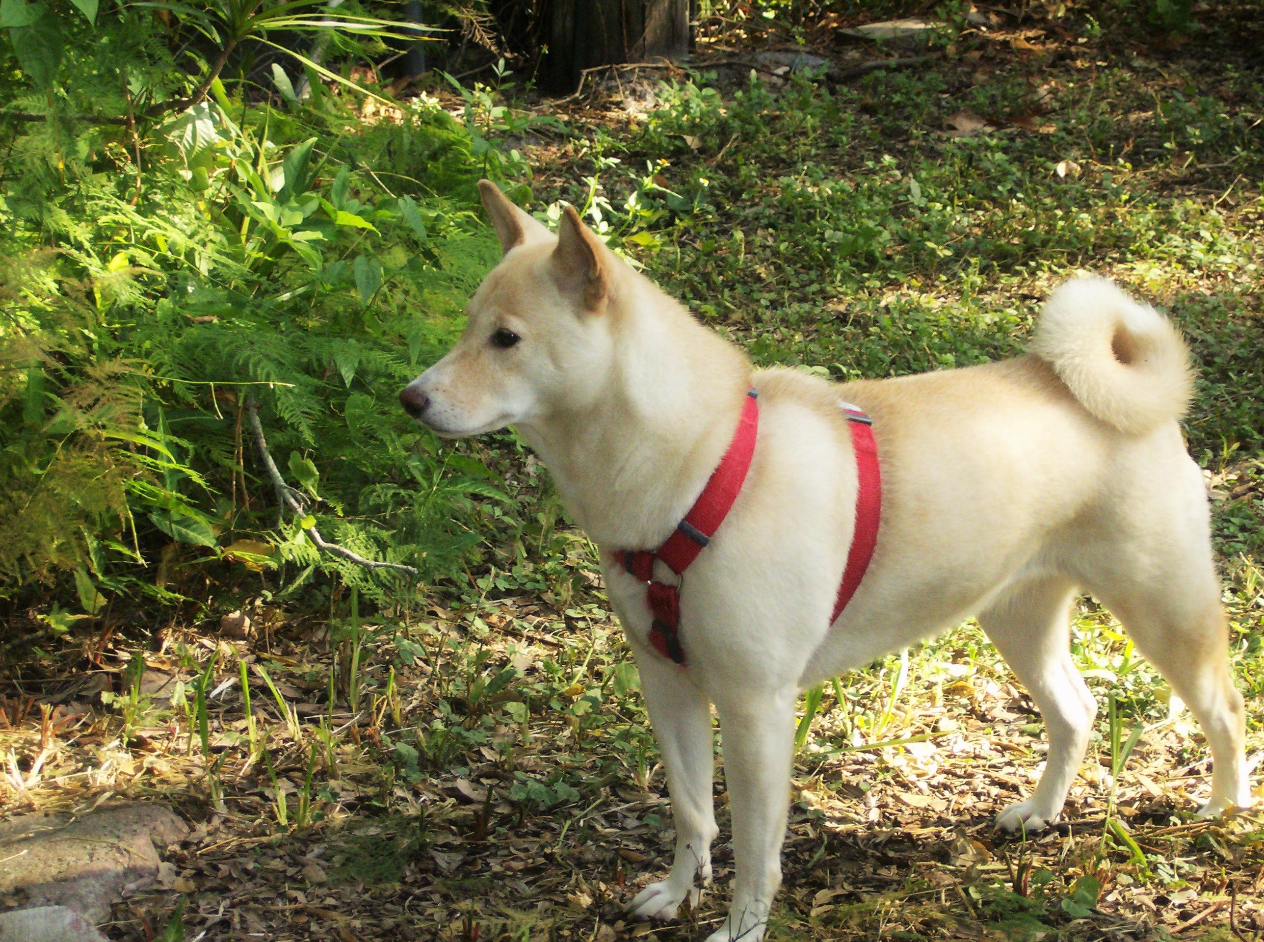 Dog Shiba Inu: traits and pictures
