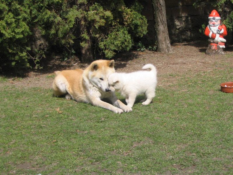 Dog Shiba Inu: traits and pictures