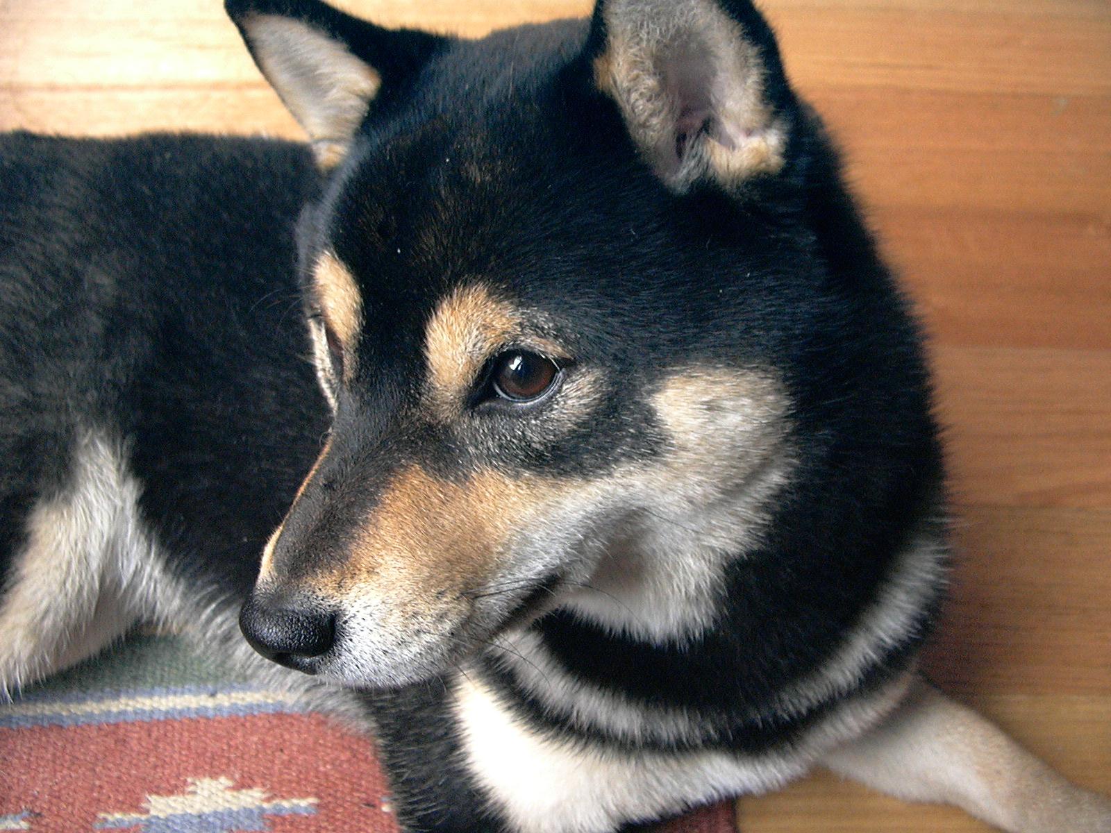 Dog Shiba Inu: traits and pictures