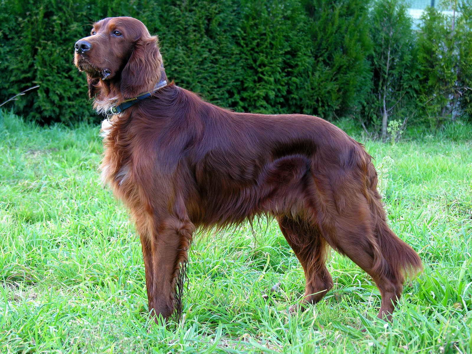 Dog Irish Setter: traits and pictures