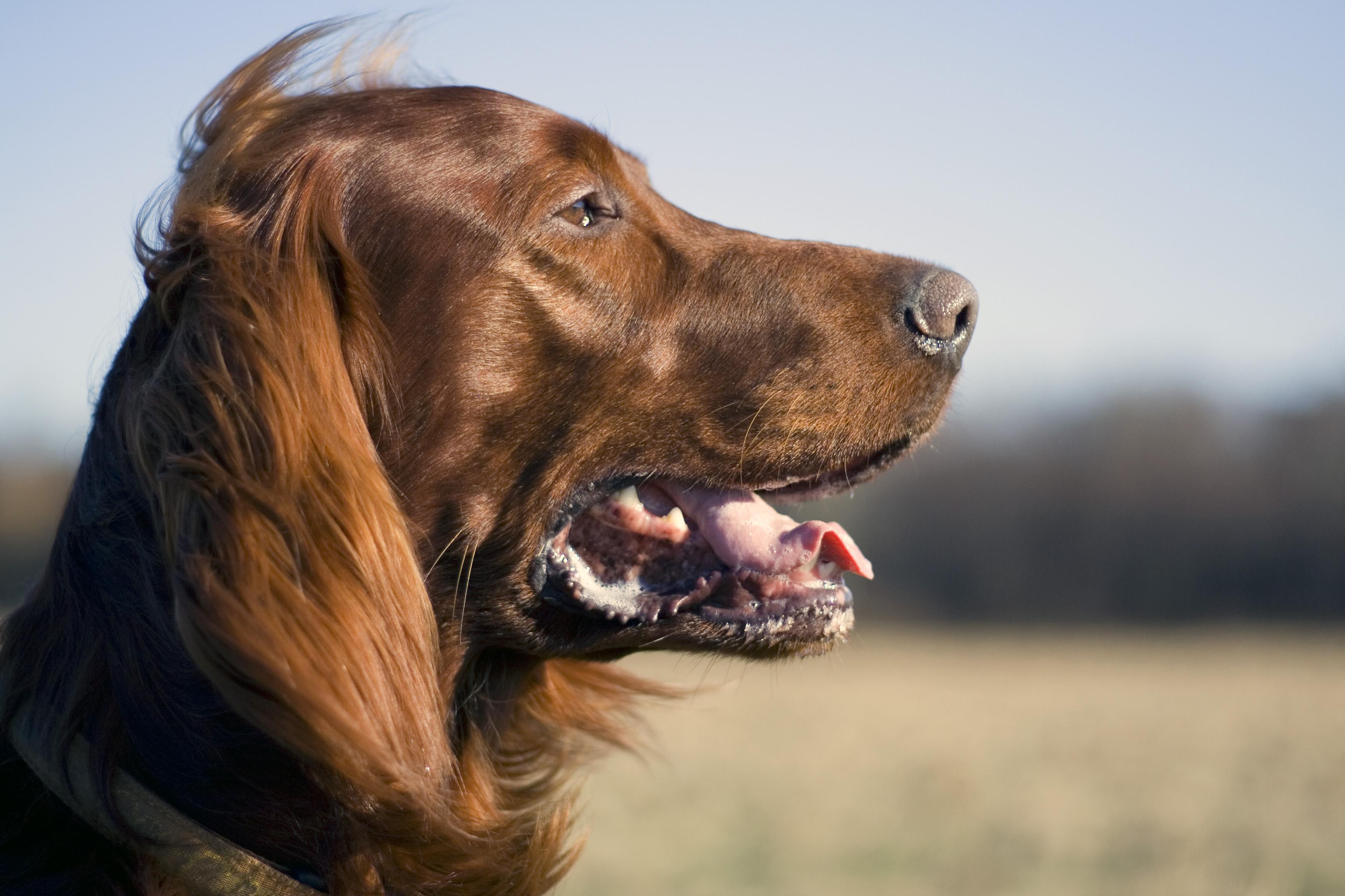 Dog Irish Setter: traits and pictures
