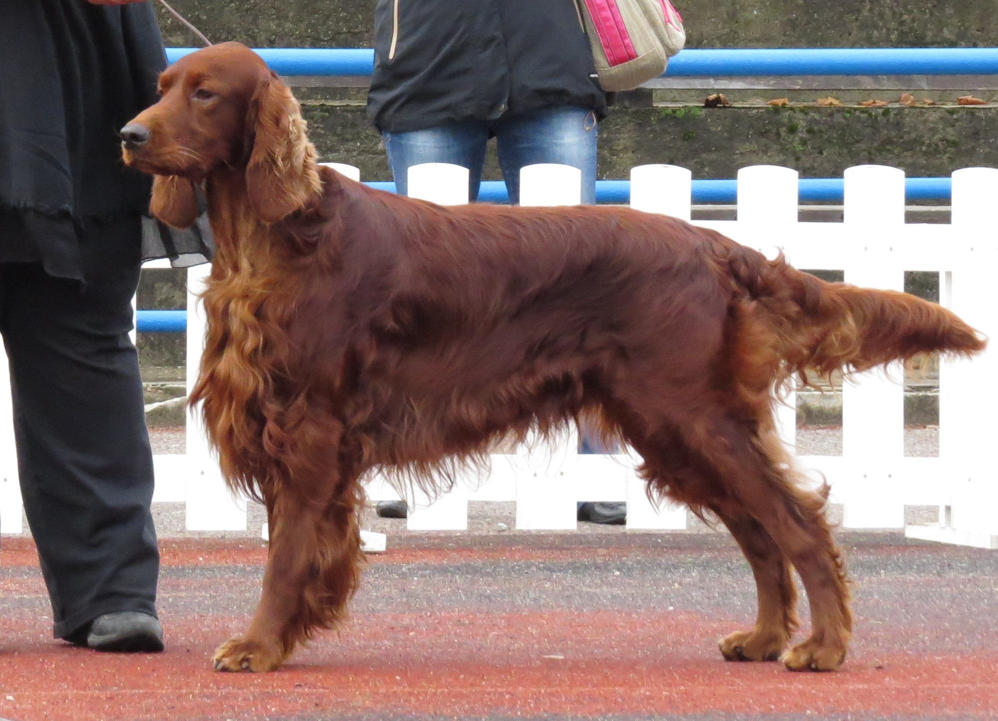 Dog Irish Setter: traits and pictures