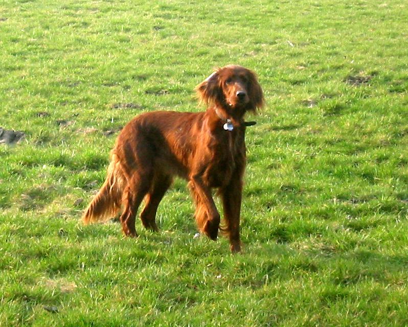 Dog Irish Setter: traits and pictures