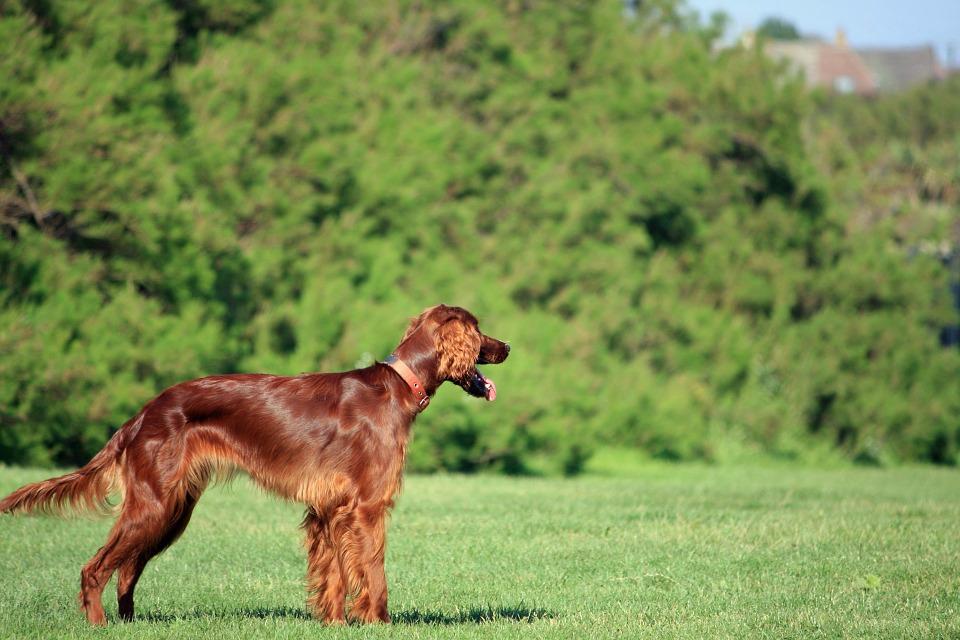 Dog Irish Setter: traits and pictures