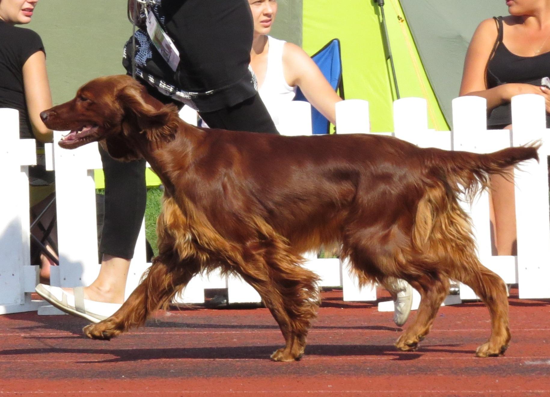Dog Irish Setter: traits and pictures
