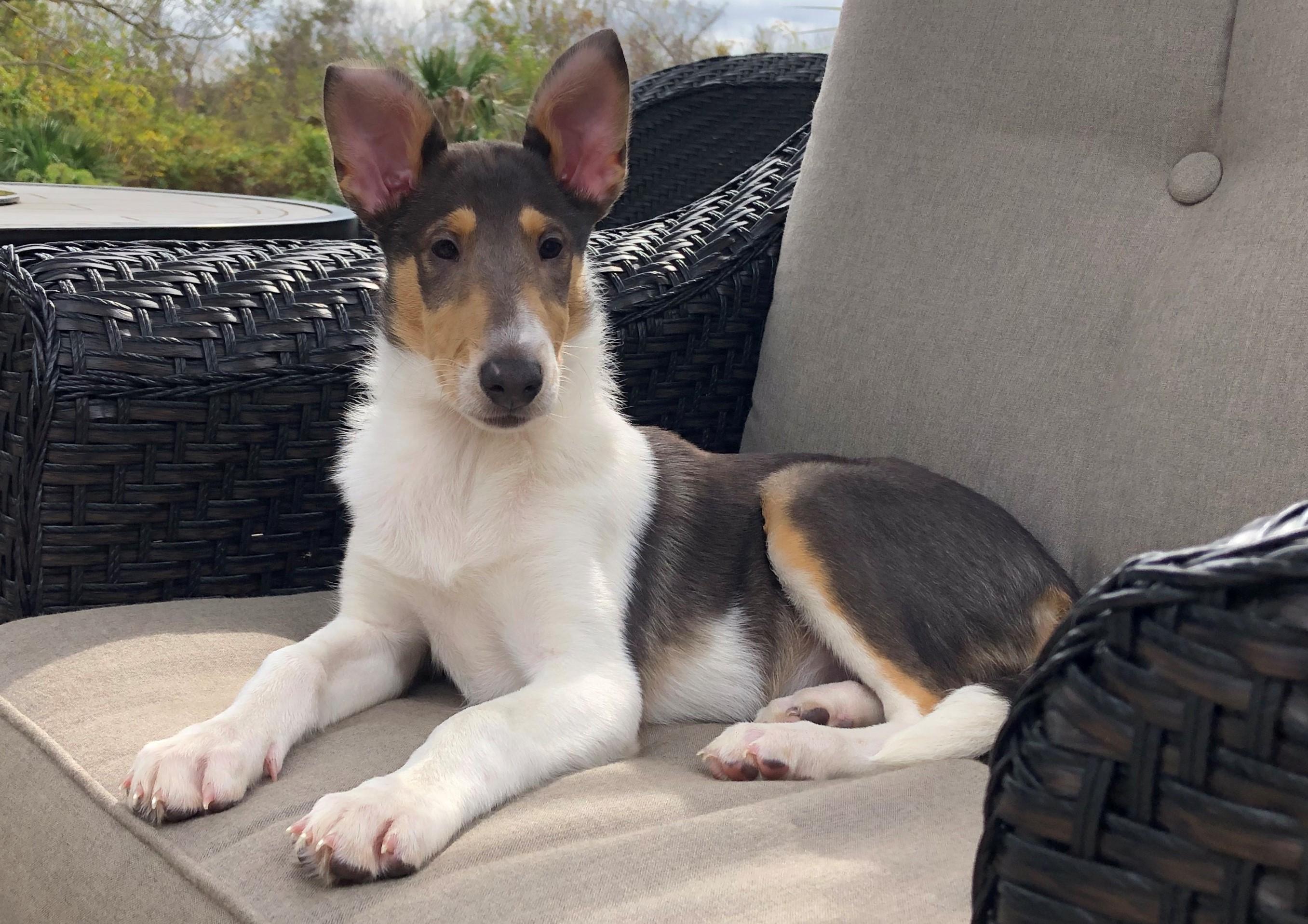 Dog Smooth Collie: traits and pictures