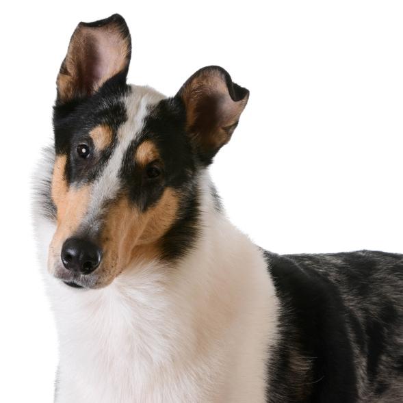 Dog Smooth Collie: traits and pictures