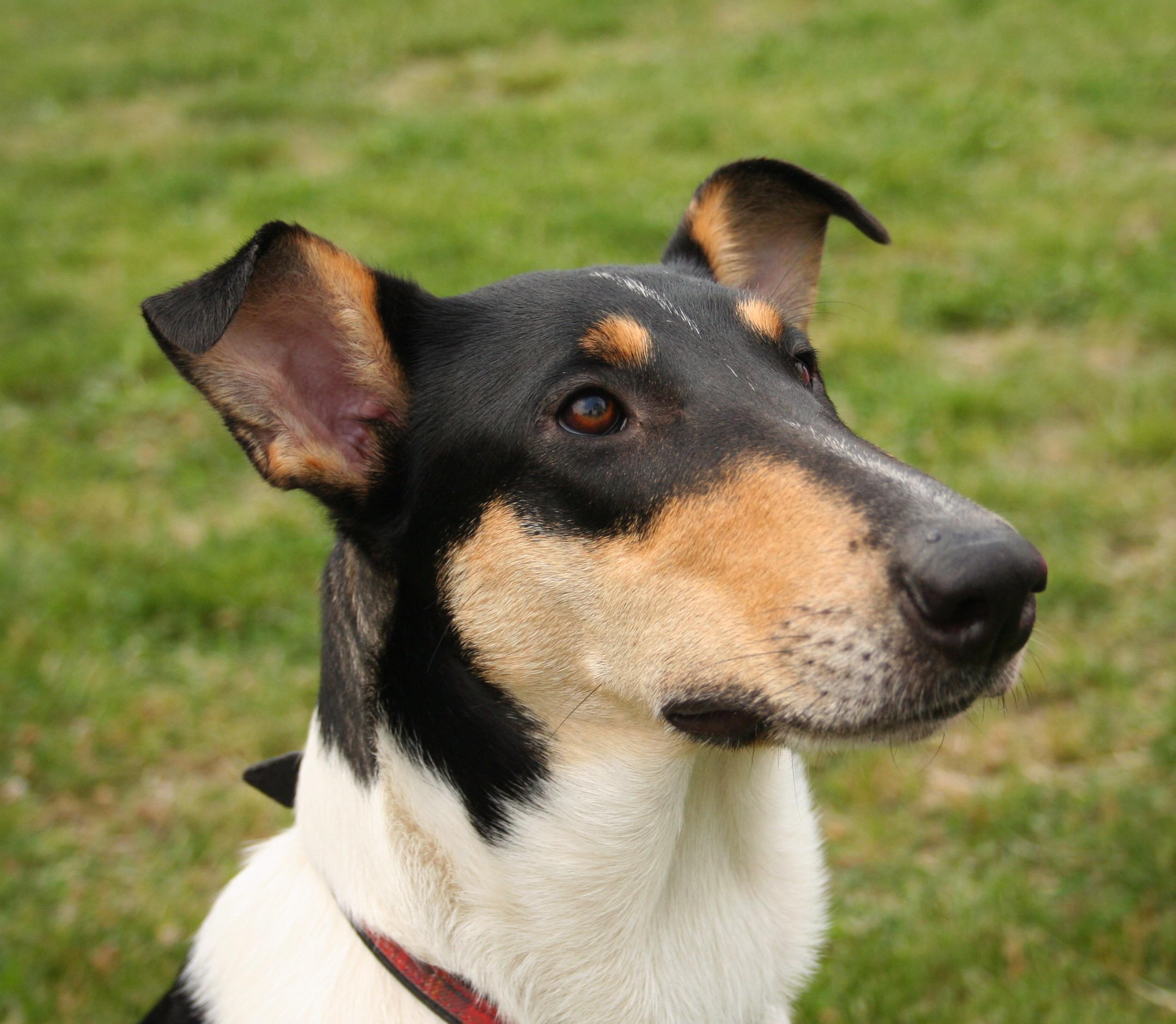 Dog Smooth Collie: traits and pictures