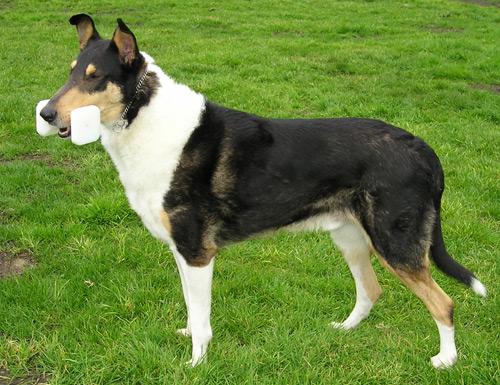 Dog Smooth Collie: traits and pictures
