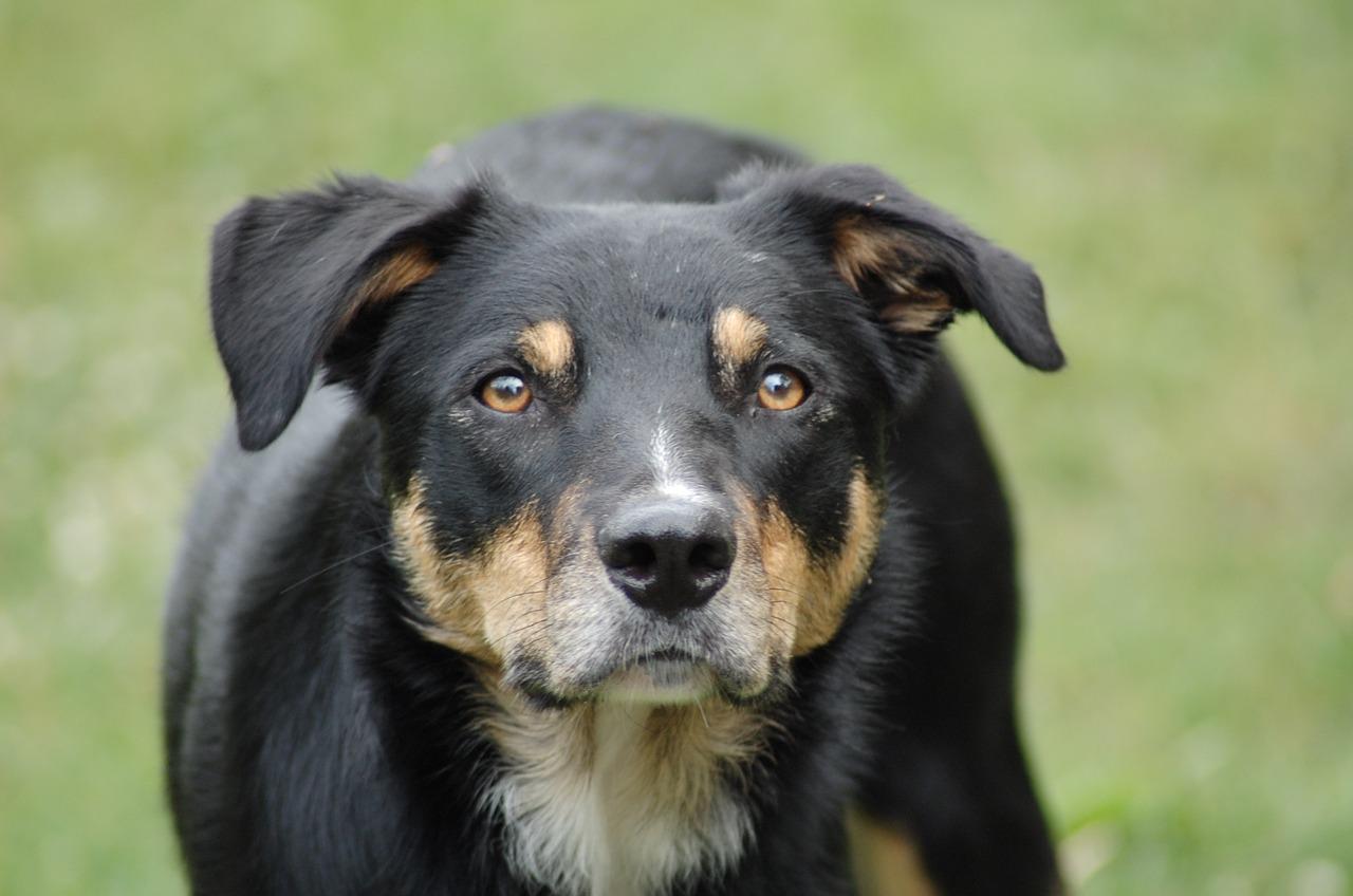 Dog Smooth Collie: traits and pictures