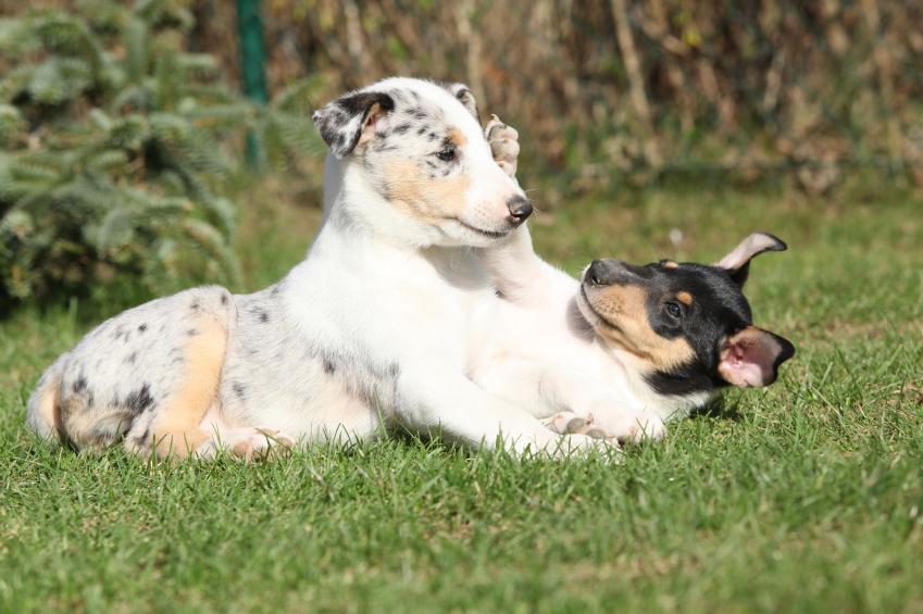 Dog Smooth Collie: traits and pictures