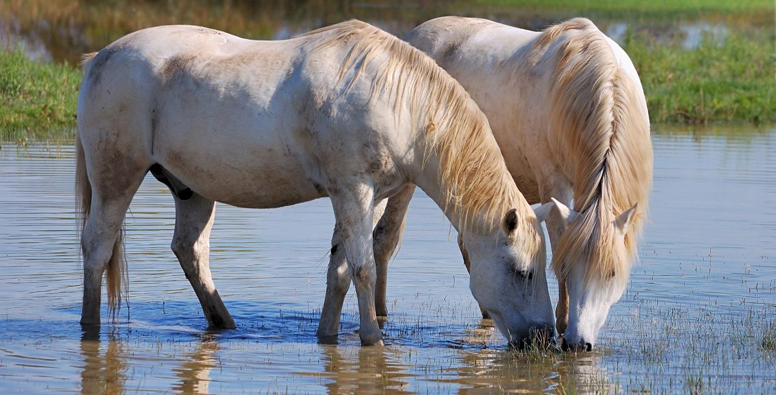 Camargue - Horse Breed Information With Photos