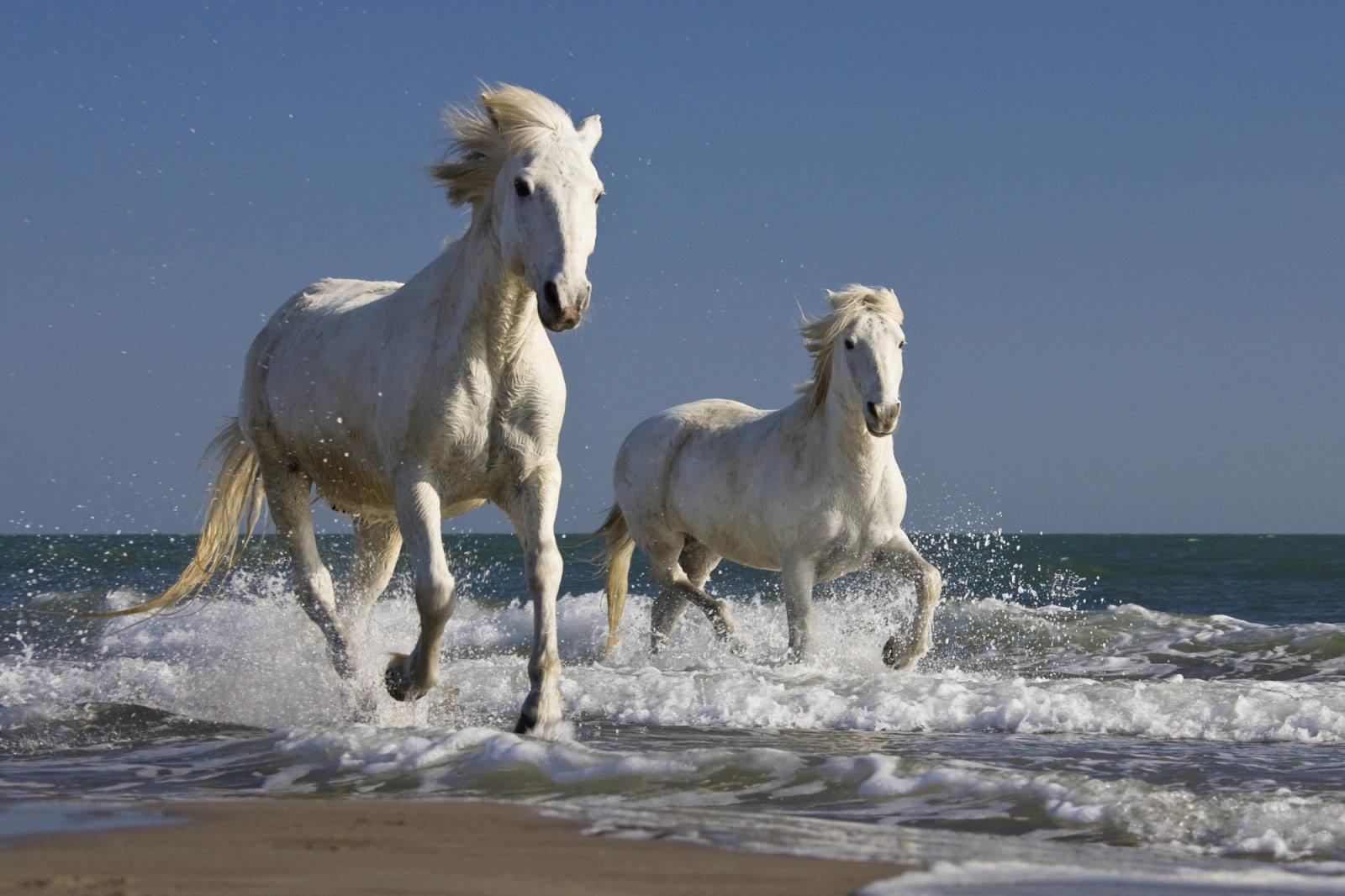 Camargue - Horse Breed Information With Photos