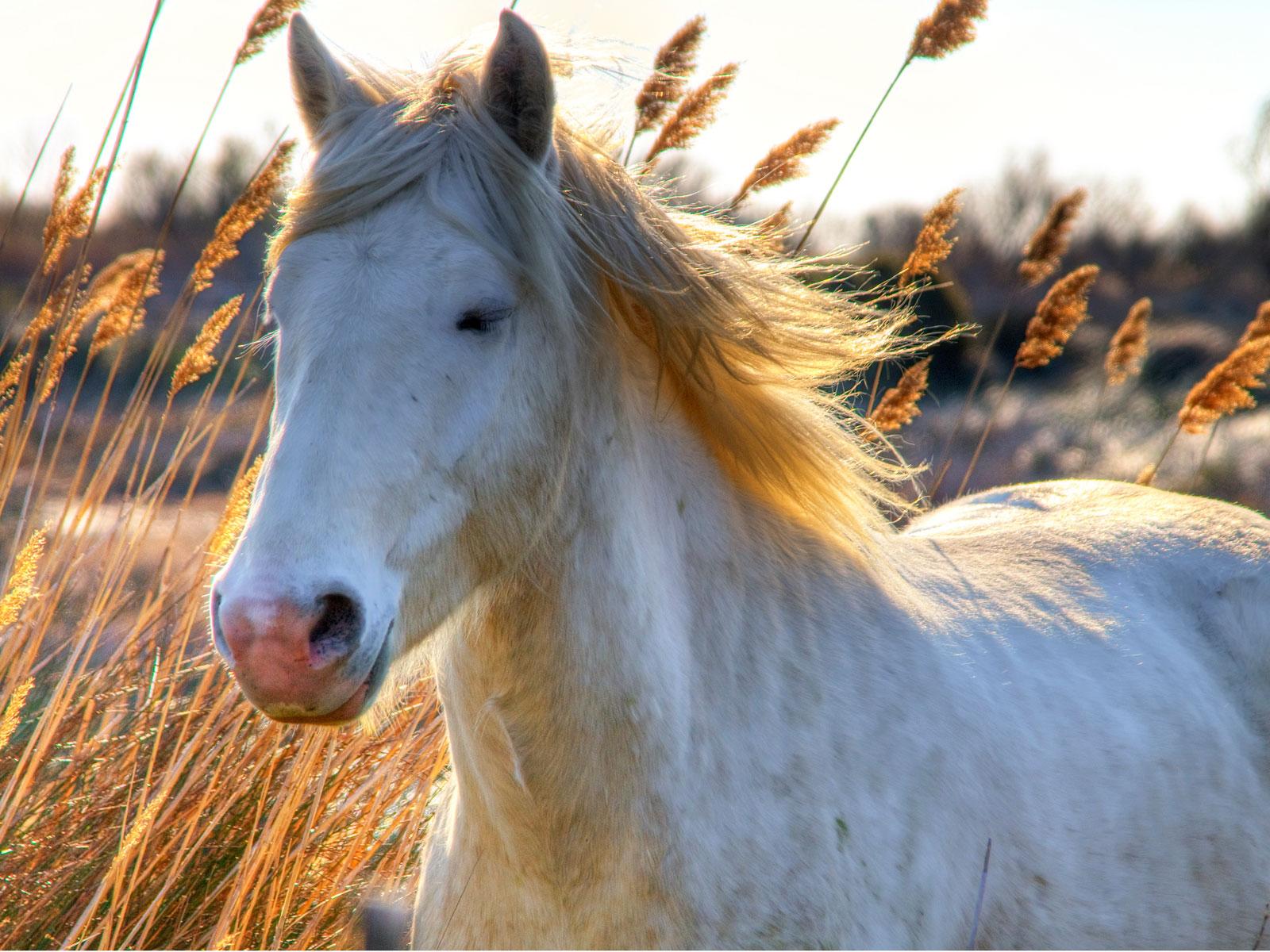 Camargue - Horse Breed Information With Photos