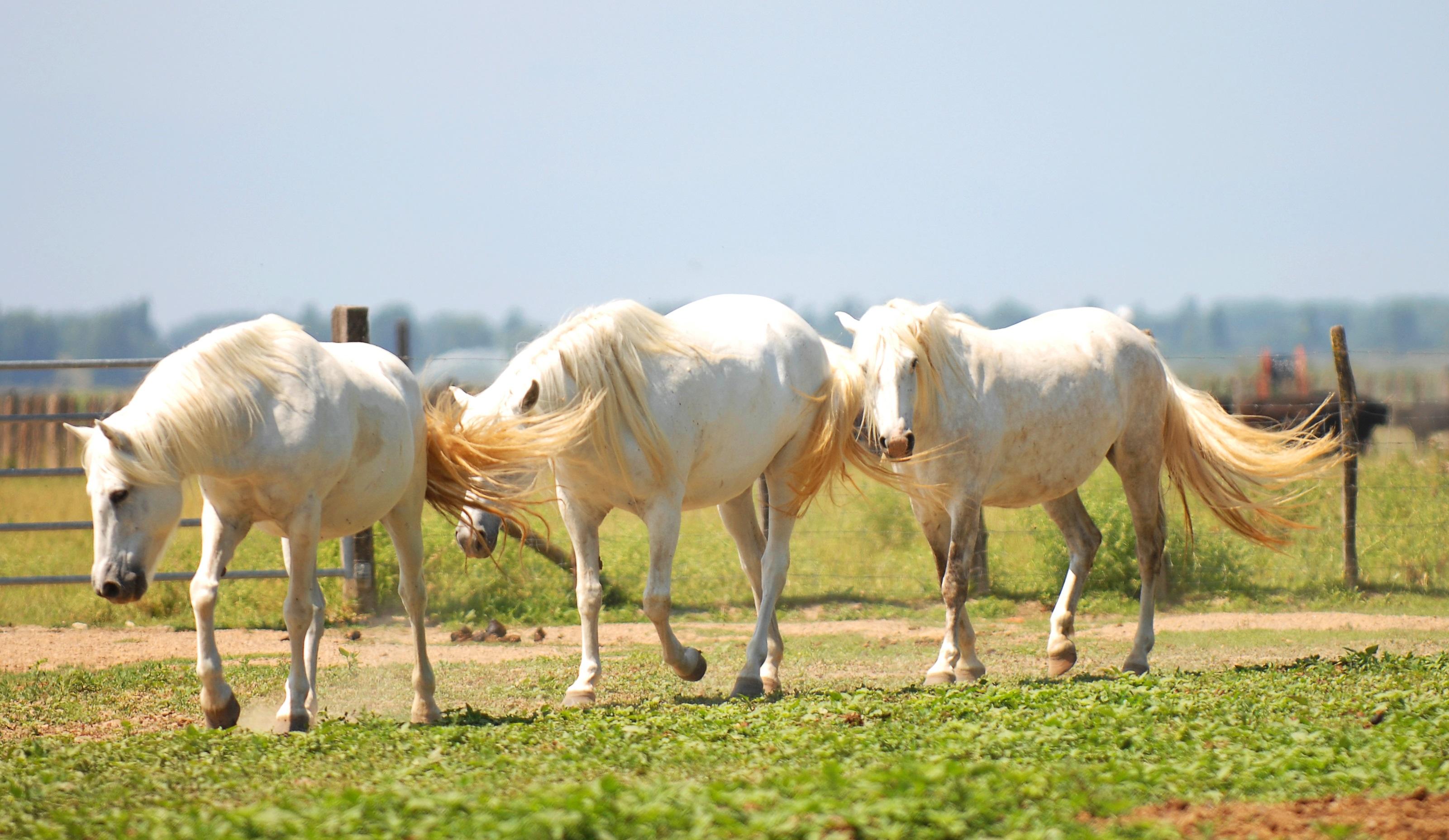 Camargue - Horse Breed Information With Photos