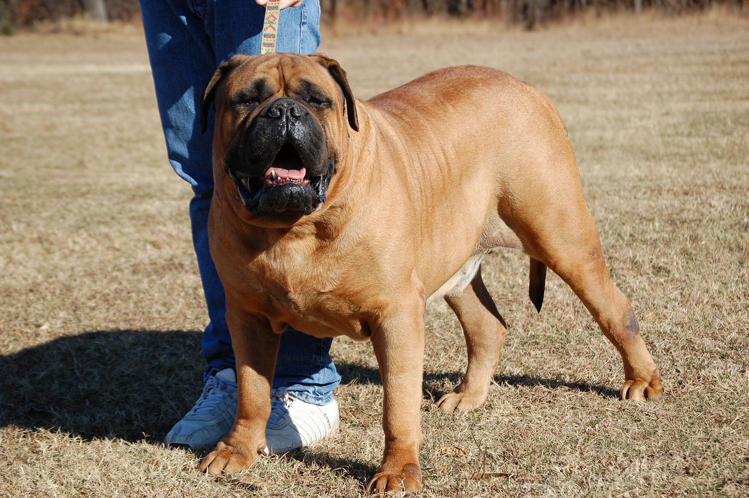 Dog Bullmastiff: traits and pictures