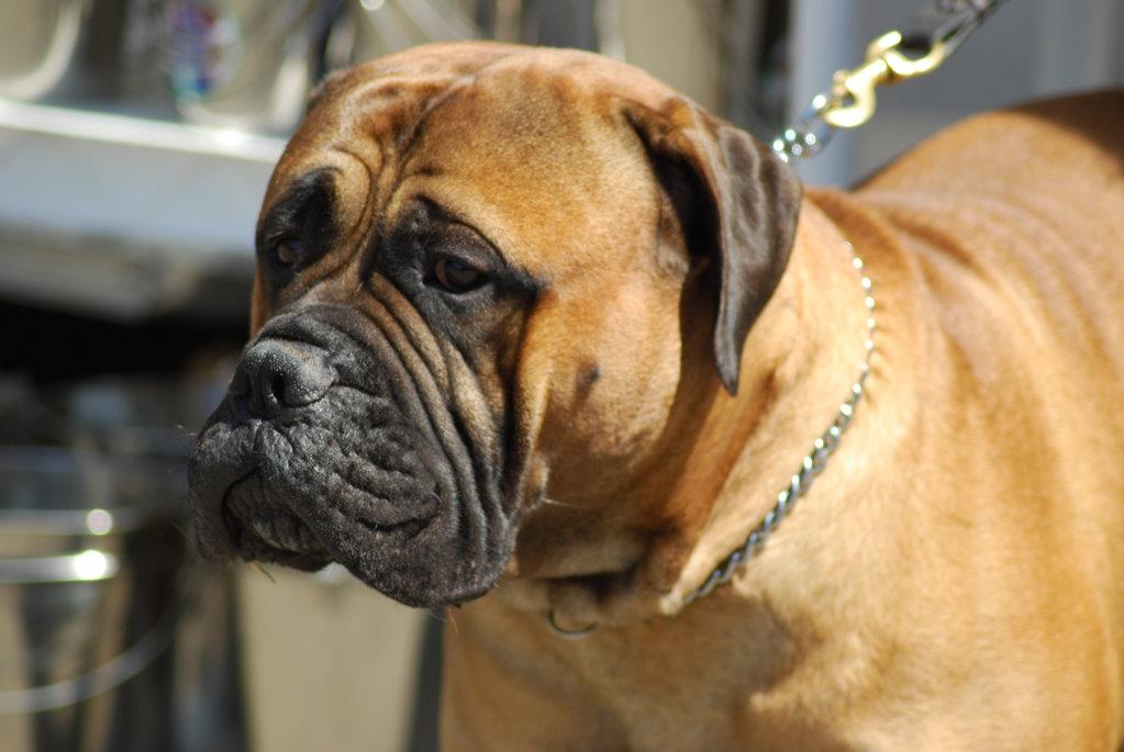 Dog Bullmastiff: traits and pictures