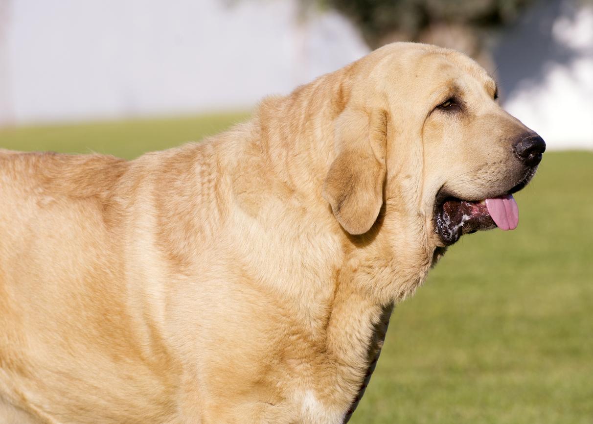 Dog Spanish Mastiff: traits and pictures