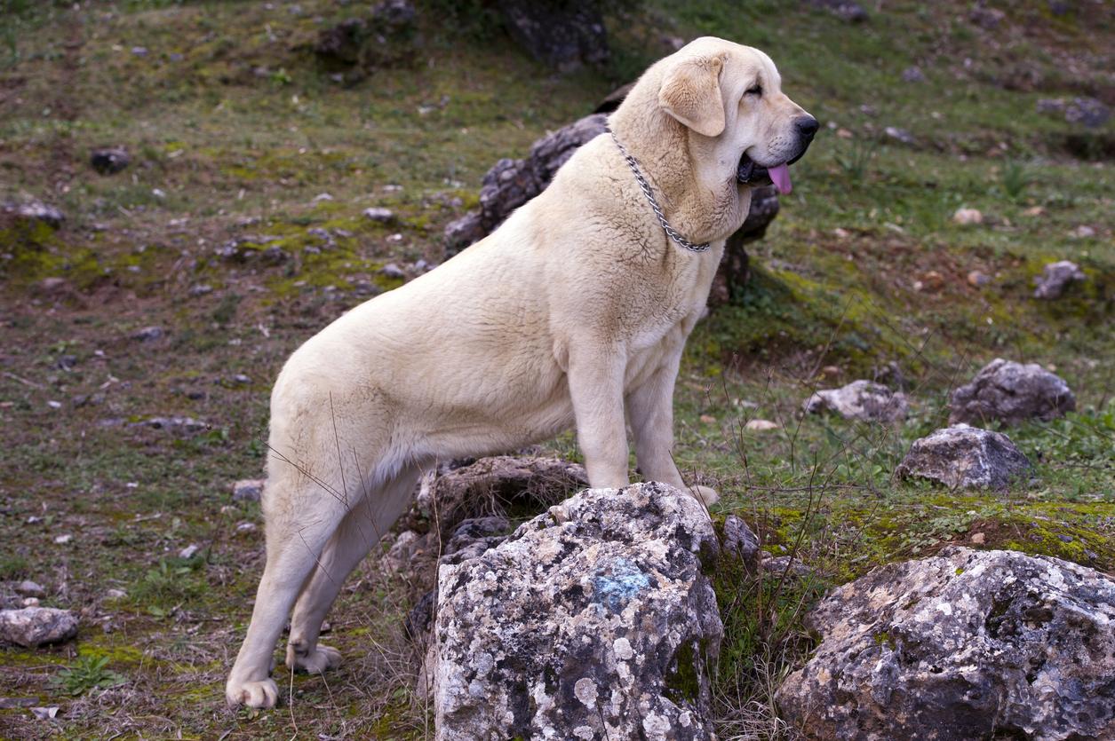 Dog Spanish Mastiff: traits and pictures