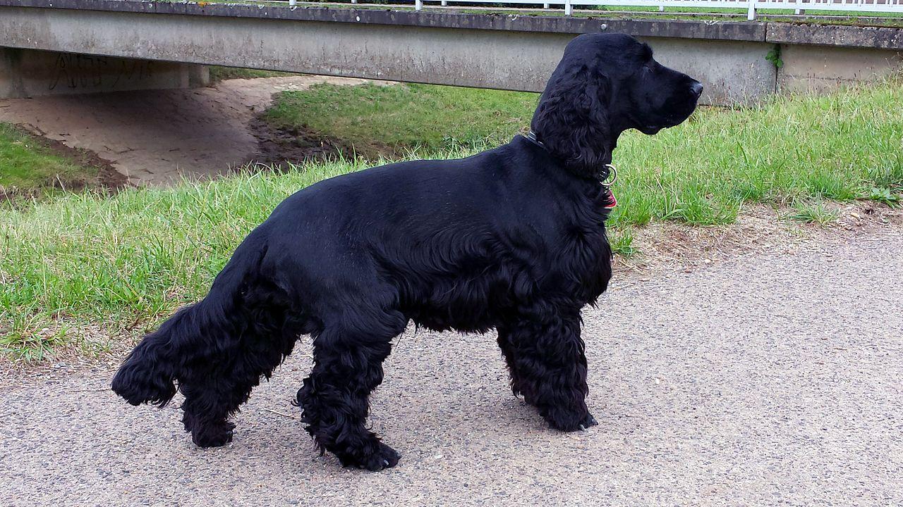 Dog English Cocker Spaniel: traits and pictures