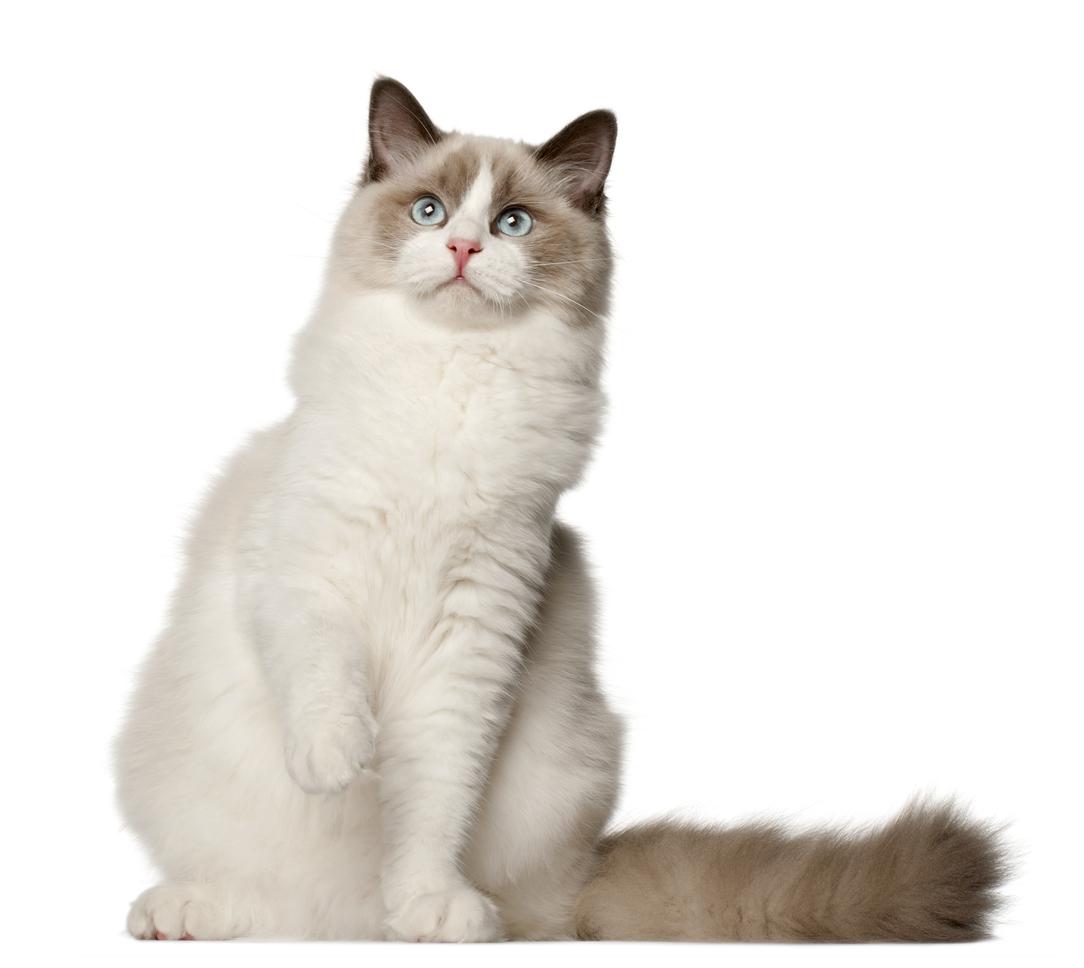 Ragdoll Cat: traits and pictures