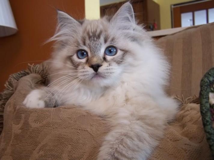 Ragdoll Cat: traits and pictures