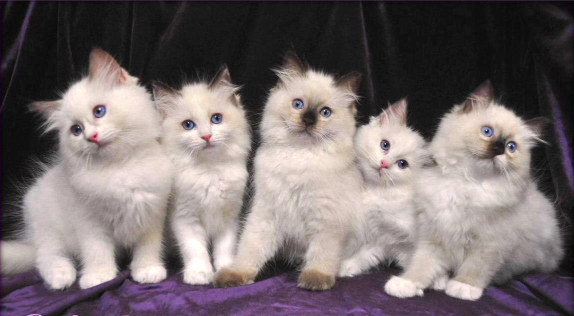 Ragdoll Cat: traits and pictures