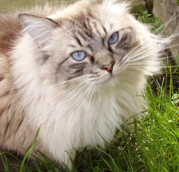 Ragdoll Cat: traits and pictures