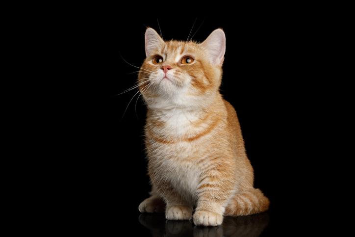 Munchkin Cat Breed- Origin, Characteristics, Character, Care & Health