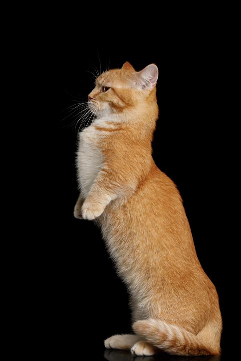 Munchkin Cat Breed- Origin, Characteristics, Character, Care & Health