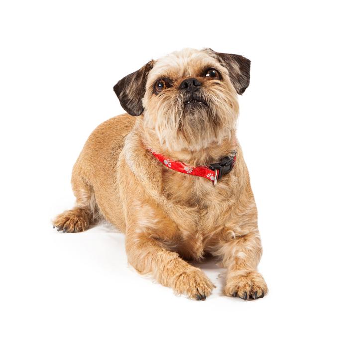 Dog Brussels Griffon: traits and pictures