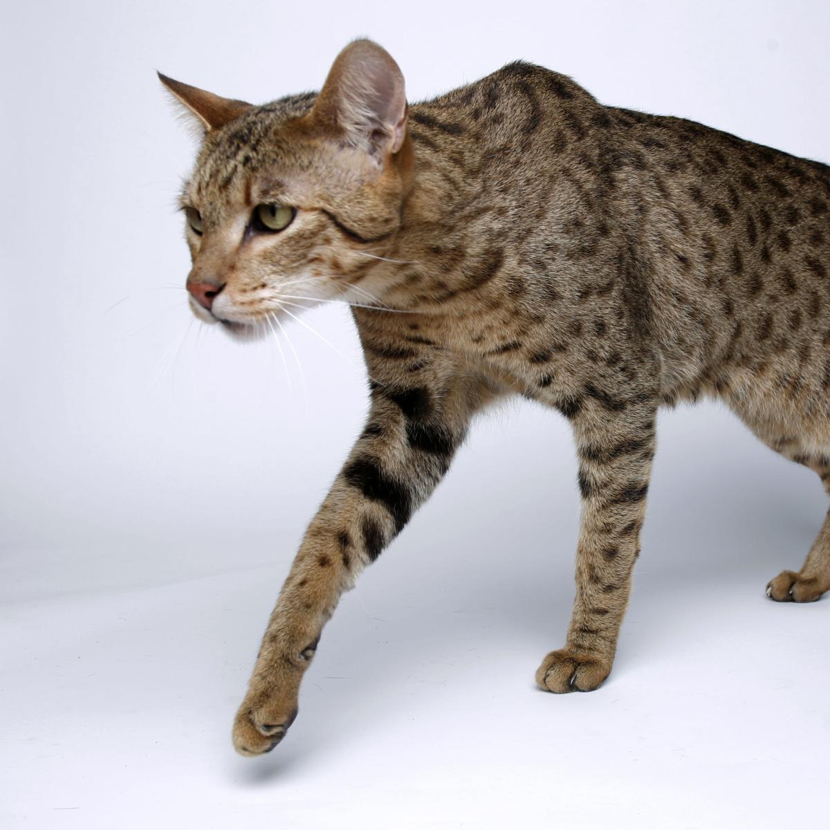 Cat Ashera: traits and pictures