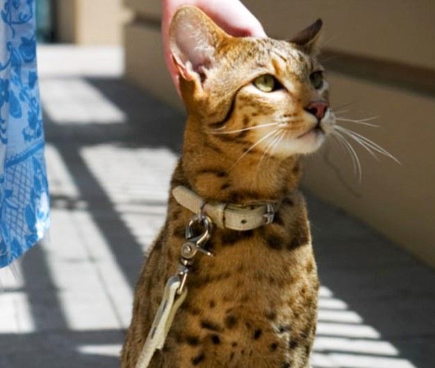 Cat Ashera: traits and pictures