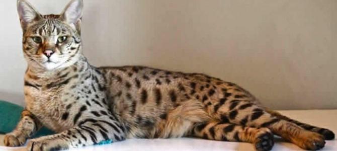 Cat Ashera: traits and pictures