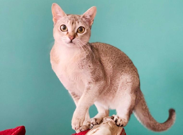 Singapura Cat Breed - Origin, Characteristics and Care
