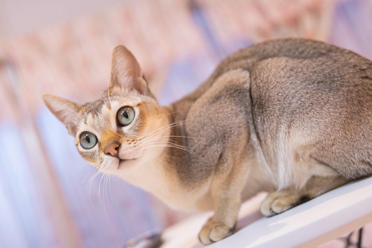 Singapura Cat Breed - Origin, Characteristics and Care