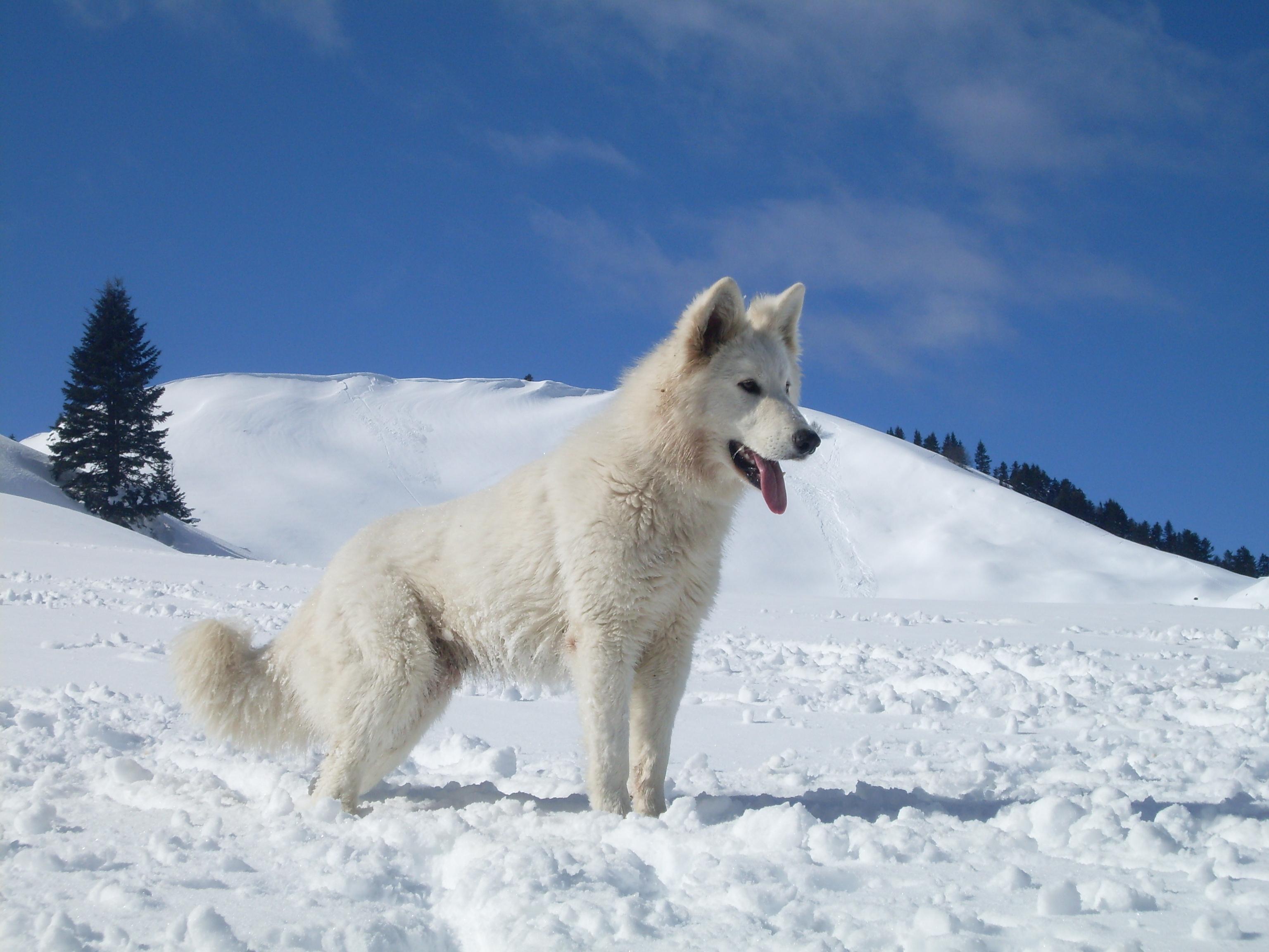 Dog Swiss White Shepherd: traits and pictures