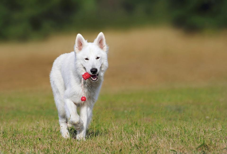 Dog Swiss White Shepherd: traits and pictures