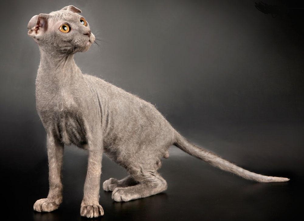 Ukrainian Levkoy - Breed Information With Photos