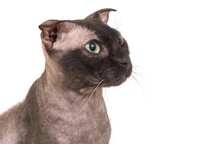Ukrainian Levkoy - Breed Information With Photos