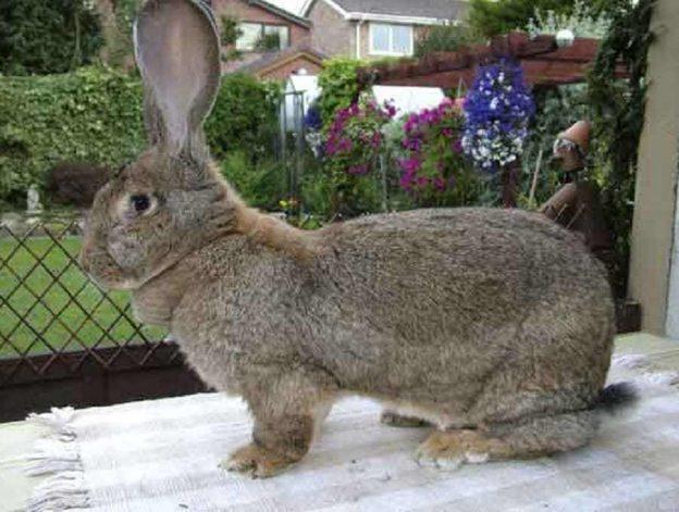 Continental Giant Rabbit - Breed Information With Photos