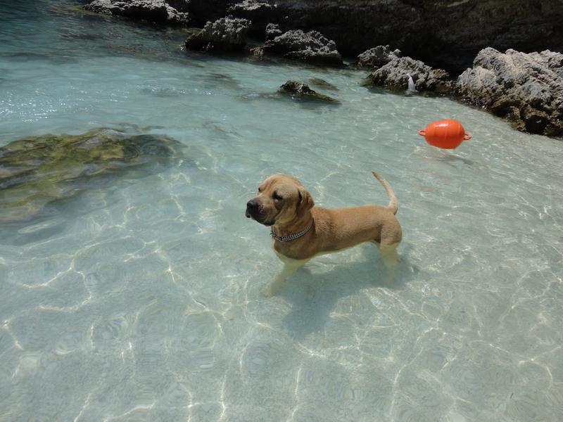 Dog Tosa Inu: traits and pictures