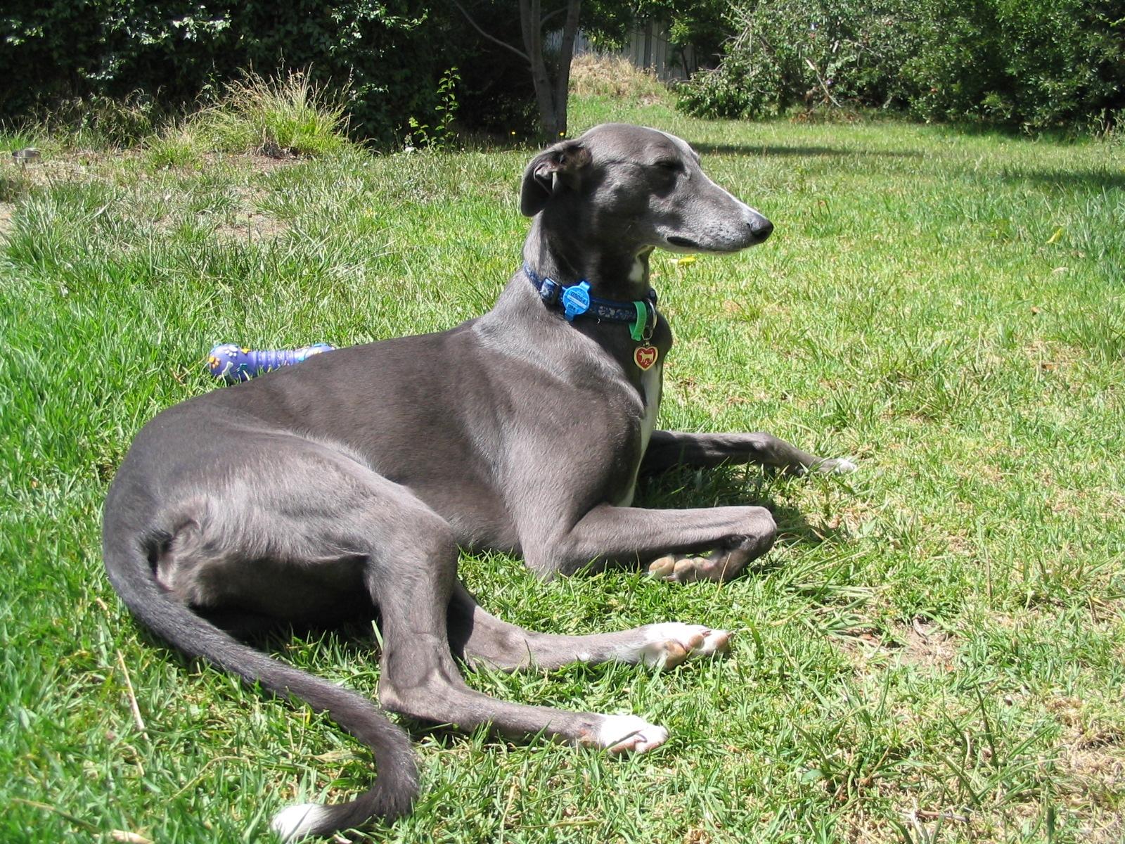 Dog Greyhound: traits and pictures