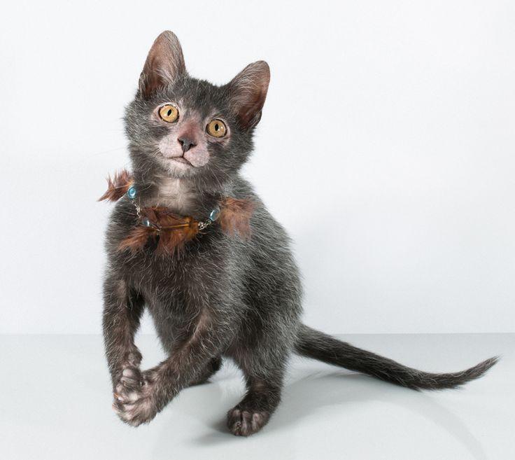 Lykoi (Werewolf cat): traits and pictures