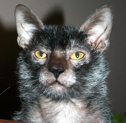 Lykoi (Werewolf cat): traits and pictures