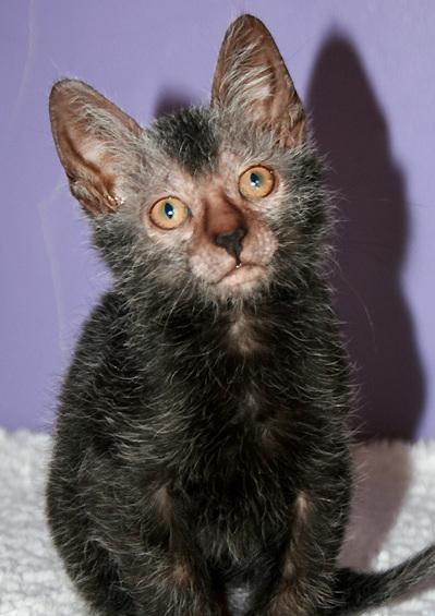 Lykoi (Werewolf cat): traits and pictures