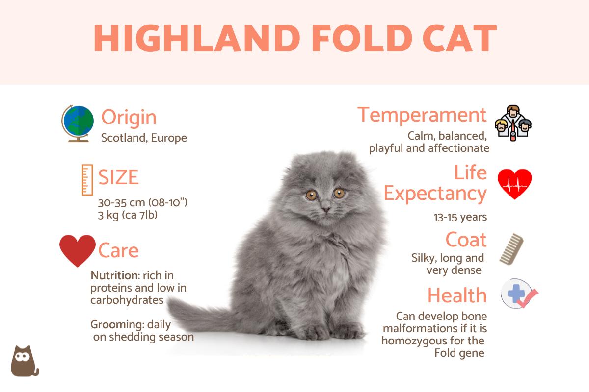 Highland Fold Cat - Breed Information and Photos